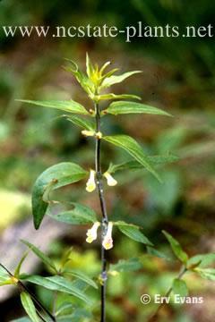 Melampyrum lineare (Cow Wheat) | North Carolina Extension Gardener ...