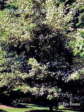 Crataegus rhipidophylla (English Hawthorne) | North Carolina Extension ...