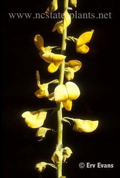 Crotalaria spectabilis (Rattlebox, Showy Crotalaria) | North Carolina ...