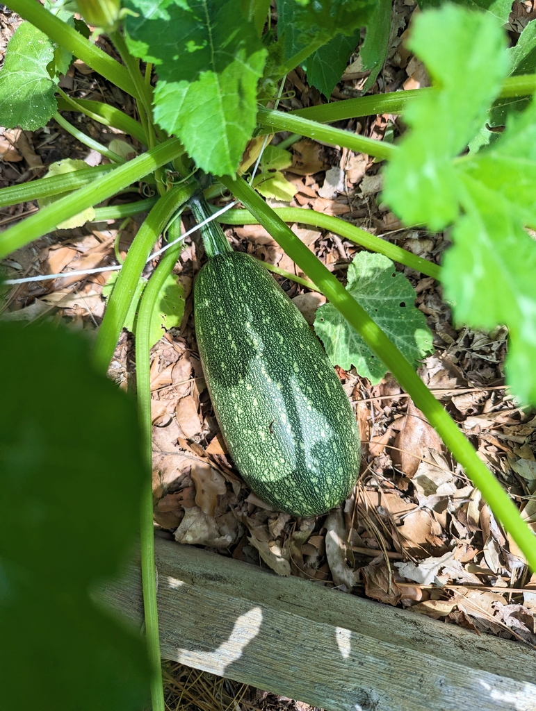 Cucurbita pepo (Acorn Squash, Courgette, Ornamental Gourd, Patty Pan ...