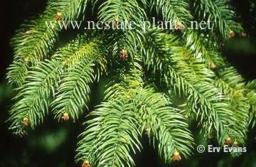 Cunninghamia lanceolata (China Fir) | North Carolina Extension Gardener ...