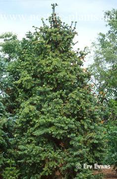 Cunninghamia lanceolata (China Fir) | North Carolina Extension Gardener ...