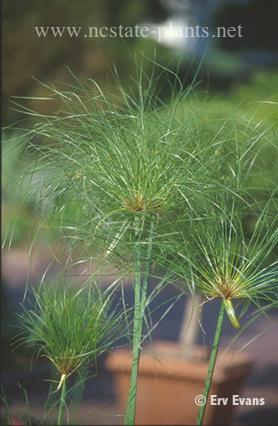 Cyperus prolifer (Dwarf Papyrus, Minature Cyperus) | North Carolina ...