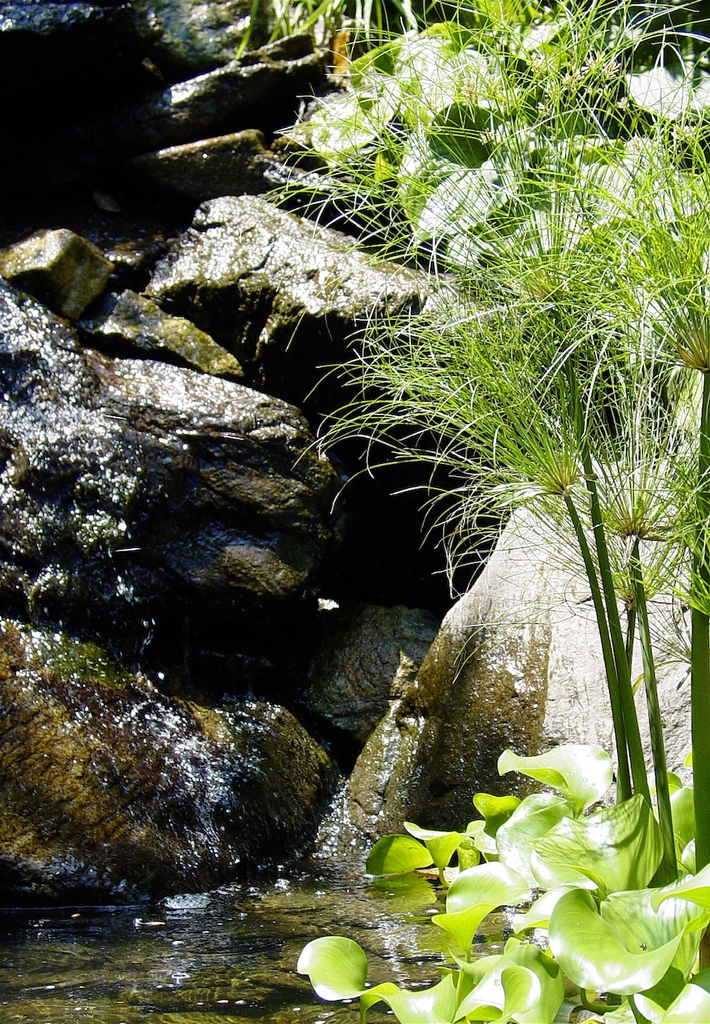 Cyperus papyrus (Egyptian Paper Reed, Giant Papyrus, Paper Reed ...