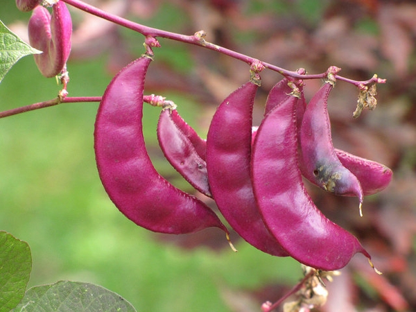 Dolichos lablab (Lablab purpureus) (Dolichos Bean, Hyacinth Bean ...