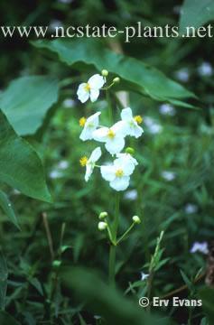 Sagittaria fasciculata (Bunched Arrowhead, Duck Potato) | North ...
