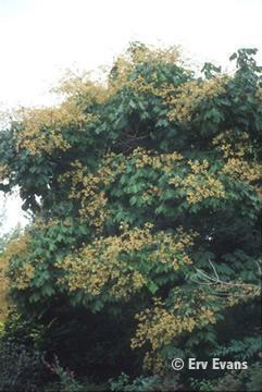 Firmiana simplex (Chinese Parasol Tree) | North Carolina Extension ...