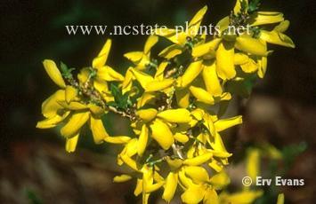 Forsythia viridissima 'Bronxensis' (Bronx Forsythia) | North Carolina ...
