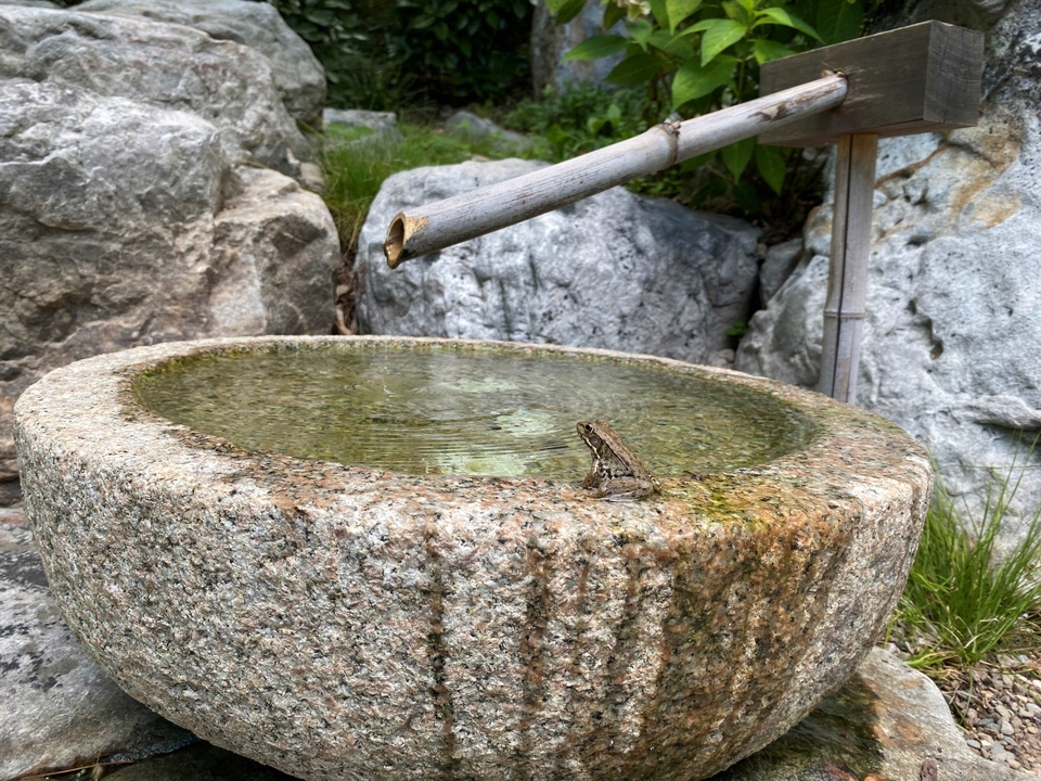 Small Water Features | North Carolina Extension Gardener Plant Toolbox