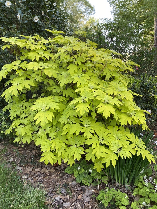 Hydrangeas in the Garden | North Carolina Extension Gardener Plant Toolbox
