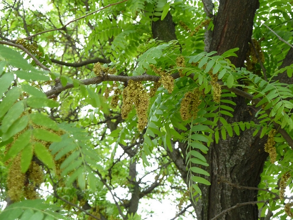 Gleditsia Triacanthos Common Honey Locust Honeylocust Honey Locust Gleditsia Triacanthos Common Honey Locust Honeylocust Honey Locust