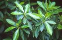 Gordonia lasianthus (Loblolly Bay) | North Carolina Extension Gardener ...