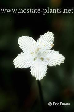 Parnassia asarifolia (Grass-of-parnassus, Kidney-leaf Grass-of ...