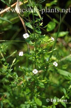 Gratiola viscidula (Hedge Hyssop, Short's hedgehyssop, Viscid ...