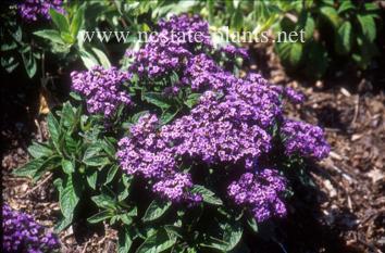 Heliotropium arborescens (Heliotrope, Peruvian Heliotrope) | North ...