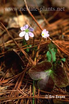 Hepatica americana (Round-lobed Hepatica, Round-lobed Liverleaf ...