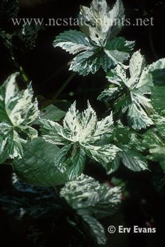 Humulus scandens (Japanese Hops) | North Carolina Extension Gardener ...