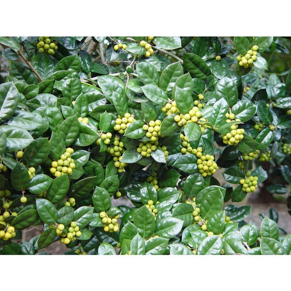 Ilex cornuta 'D'Or' (D'Or Chinese Holly, D'Or Holly, Yellow-berry ...
