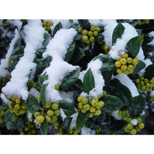 Ilex cornuta 'D'Or' (D'Or Chinese Holly, D'Or Holly, Yellow-berry ...