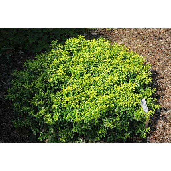 Ilex crenata 'Soft Touch' | North Carolina Extension Gardener Plant Toolbox