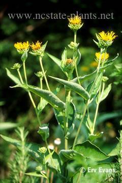 Inula helenium (Elecampane) | North Carolina Extension Gardener Plant ...