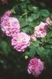 Rosa 'Ispahan' (Isfaham, Ispahan, Parfum D'lspahan, Pompon Des Princes ...