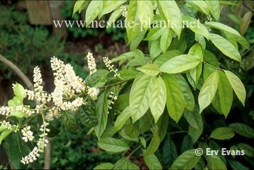 Itea chinensis (Chinese Sweetspire) | North Carolina Extension Gardener ...