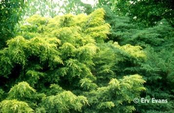 Juniperus chinensis 'Saybrook Gold' (Saybrook Gold Juniper) | North ...
