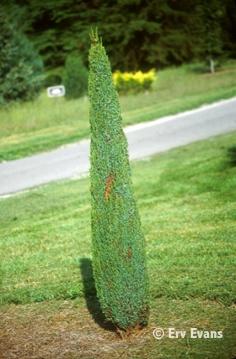 Juniperus communis 'Compressa' | North Carolina Extension Gardener ...