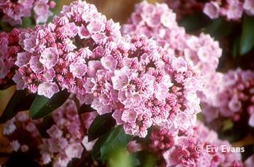 Kalmia latifolia (Calico Bush, Ivy Bush, Mountain Ivy, Mountain Laurel ...