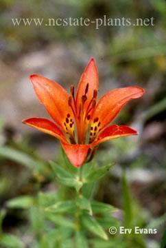 Lilium philadelphicum (Northern Red Lily, Wood Lily) | North Carolina ...