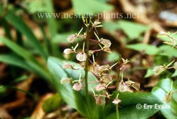 Liparis liliifolia (Large Twayblade, Lily Leaved Twayblade) | North ...