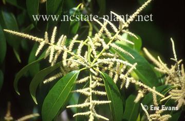 Lithocarpus henryi (Henry Tanbark Oak) | North Carolina Extension ...
