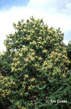 Lithocarpus henryi (Henry Tanbark Oak) | North Carolina Extension ...