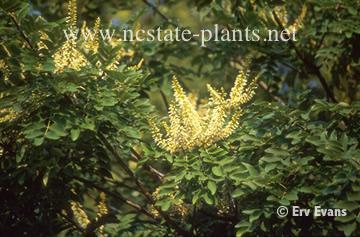 Maackia amurensis (Amur Maackia) | North Carolina Extension Gardener ...