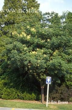 Maackia amurensis (Amur Maackia) | North Carolina Extension Gardener ...