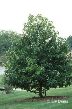 Magnolia acuminata (Cucumber Magnolia, Cucumber Tree, Cucumbertree ...