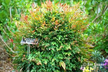 Nandina domestica 'Gulf Stream' (Compact Heavenly Bamboo, Gulf Stream ...