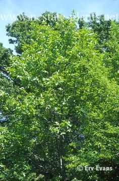 Nyssa ogeche (Ogeechee Lime, Ogeechee Tupelo) | North Carolina ...