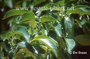 Nyssa sinensis (Chinese Tupelo) | North Carolina Extension Gardener ...