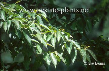 Nyssa sinensis (Chinese Tupelo) | North Carolina Extension Gardener ...