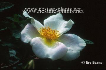 Rosa 'Penelope' (Penelope) | North Carolina Extension Gardener Plant ...