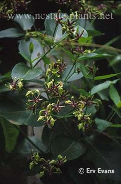 Periploca sepium (Chinese Silk Vine) | North Carolina Extension ...