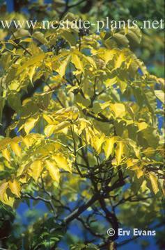 Phellodendron amurense (Amur Corktree, Sakhalin Corktree) | North ...