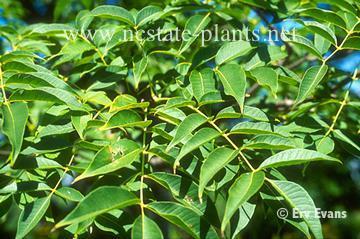 Phellodendron amurense (Amur Corktree, Sakhalin Corktree) | North ...