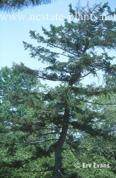 Picea asperata (Chinese spruce, Dragon Spruce) | North Carolina ...