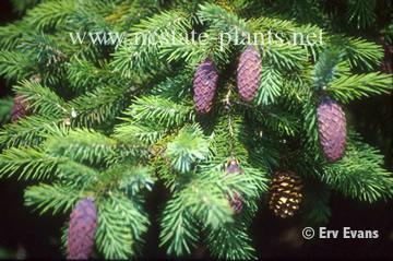 Picea likiangensis var. purpurea (Purplecone Spruce, Purple Lijiang ...