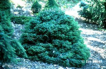 Picea omorika 'Nana' (Dwarf Serbian Spruce) | North Carolina Extension ...