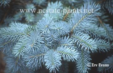 Picea pungens (Blue Spruce, Colorado Spruce) | North Carolina Extension ...