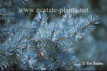 Picea pungens (Blue Spruce, Colorado Spruce) | North Carolina Extension ...